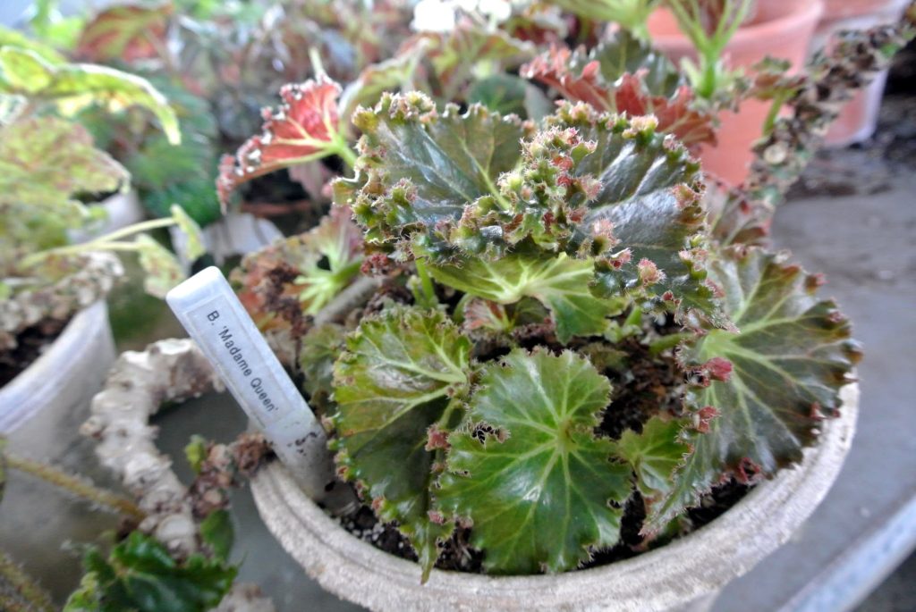 The Martha Stewart Blog : Blog Archive My Collection of Begonias - The ...