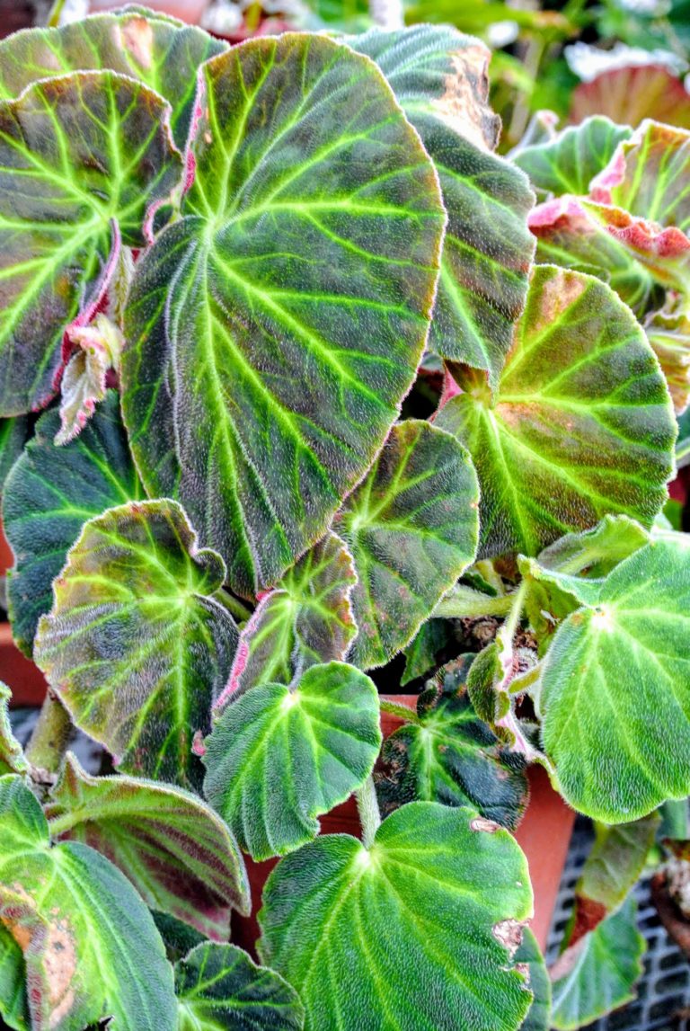 My Collection of Begonias - The Martha Stewart Blog