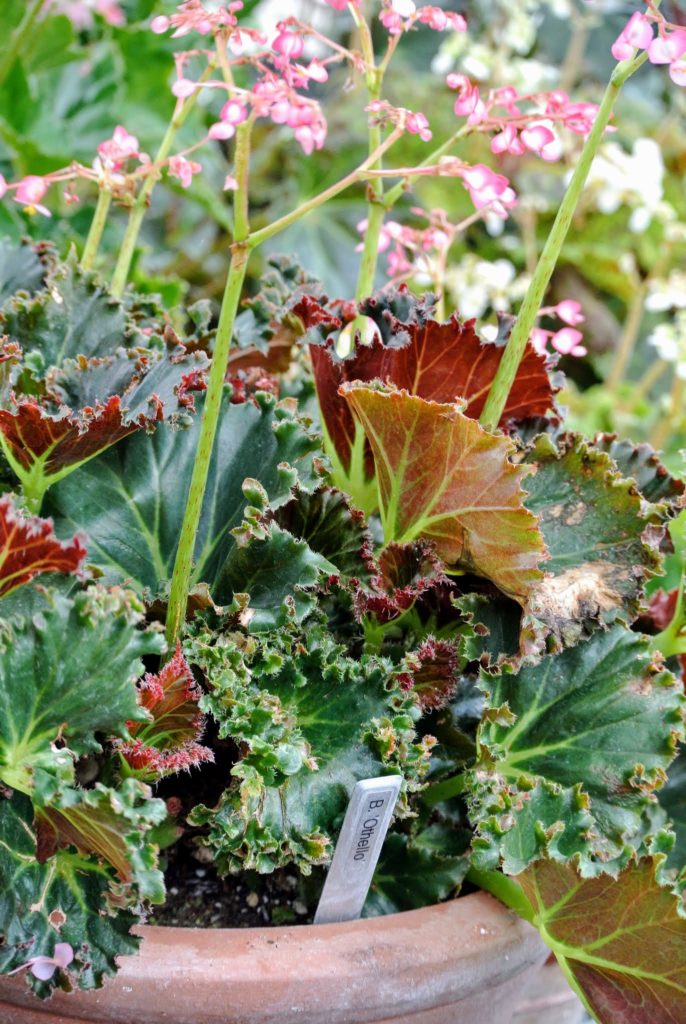 My Collection of Begonias - The Martha Stewart Blog