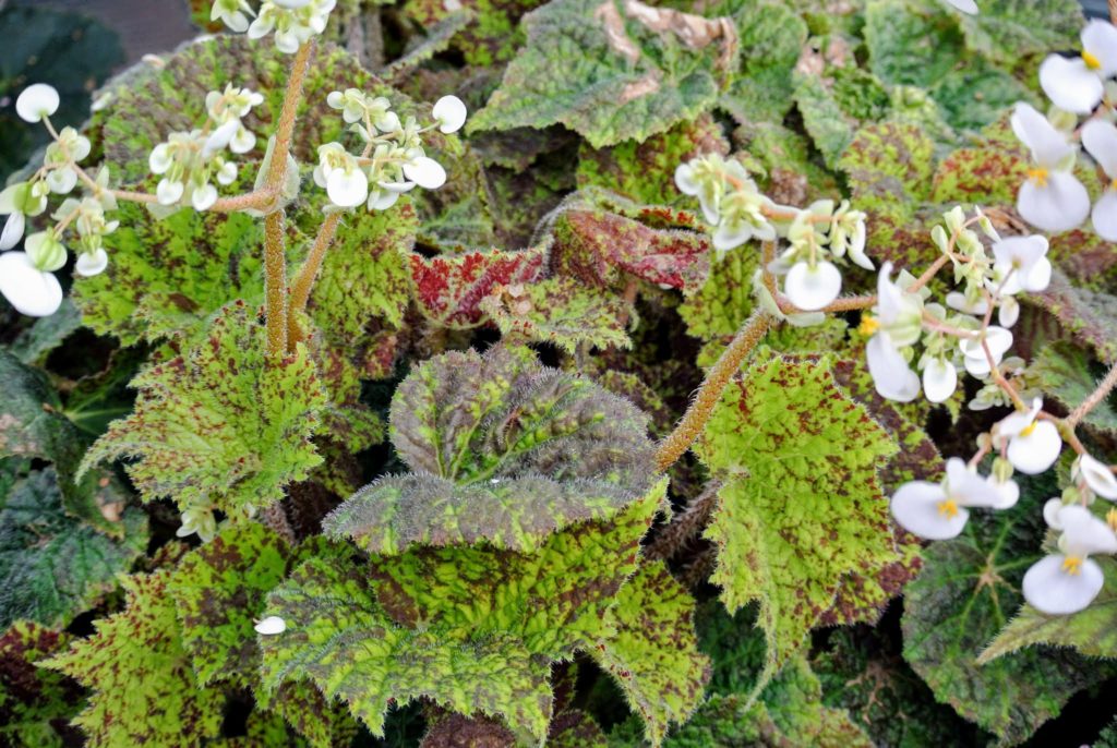 My Collection of Begonias - The Martha Stewart Blog