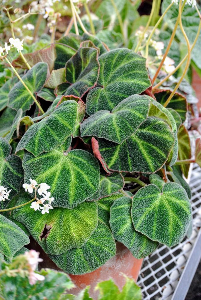 The Martha Stewart Blog : Blog Archive My Collection of Begonias - The ...