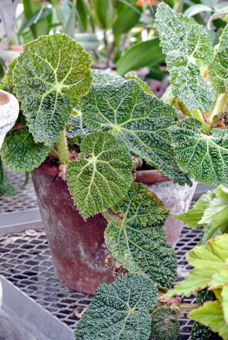 My Collection of Begonias - The Martha Stewart Blog