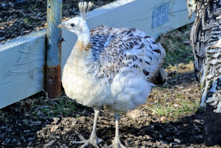 A New Peacock Arrives at the Farm - The Martha Stewart Blog
