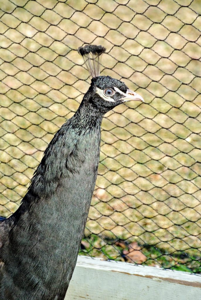 A New Peacock Arrives at the Farm - The Martha Stewart Blog