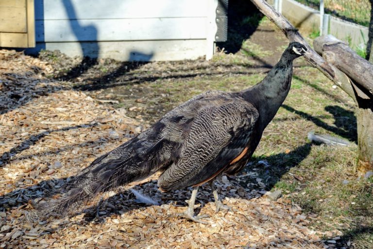 A New Peacock Arrives at the Farm - The Martha Stewart Blog