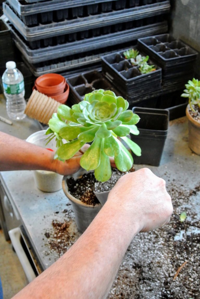 Repotting Succulents in My Greenhouse - The Martha Stewart Blog