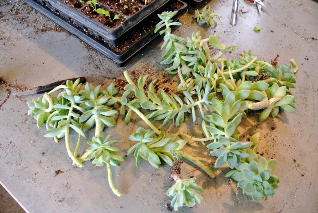 Repotting Succulents in My Greenhouse - The Martha Stewart Blog