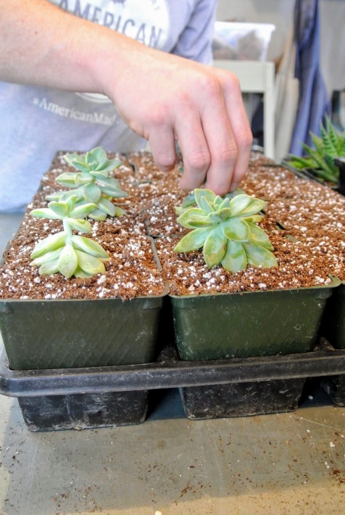 Repotting Succulents in My Greenhouse - The Martha Stewart Blog