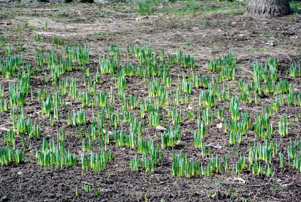 The Emergence of Spring at My Farm - The Martha Stewart Blog
