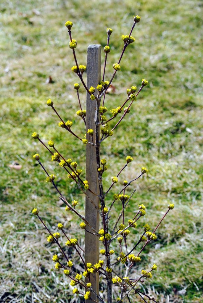 The Emergence of Spring at My Farm - The Martha Stewart Blog