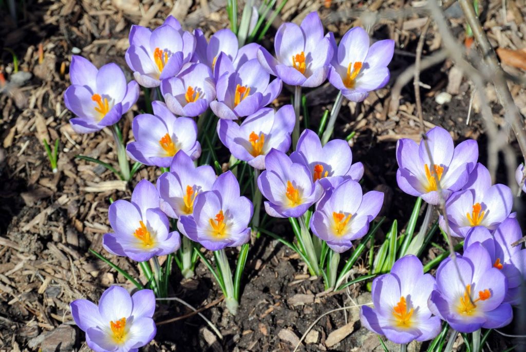The Emergence of Spring at My Farm - The Martha Stewart Blog