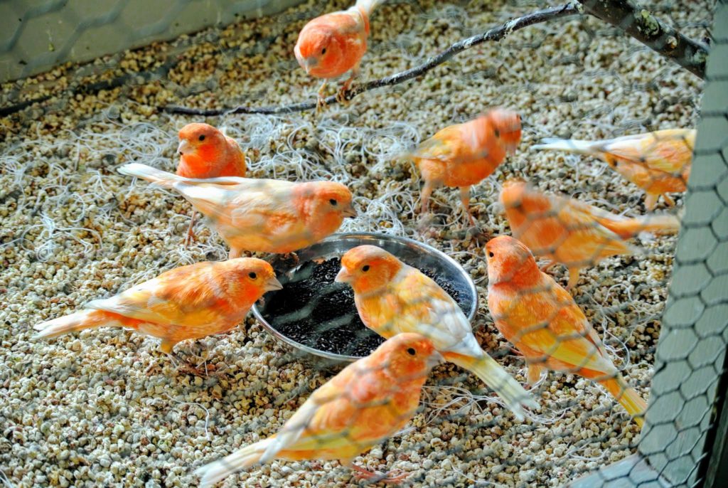 The Martha Stewart Blog : Blog Archive New Seeds for My Canaries - The ...