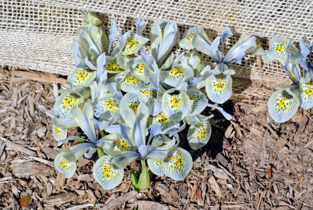 The Emergence of Spring at My Farm - The Martha Stewart Blog