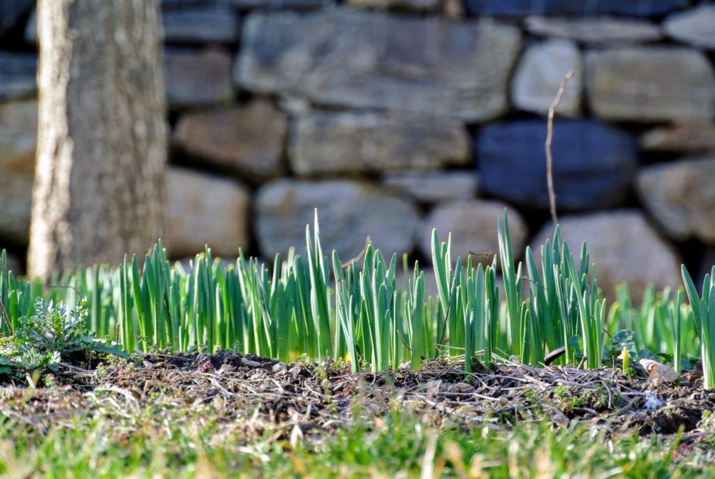 The Emergence of Spring at My Farm - The Martha Stewart Blog