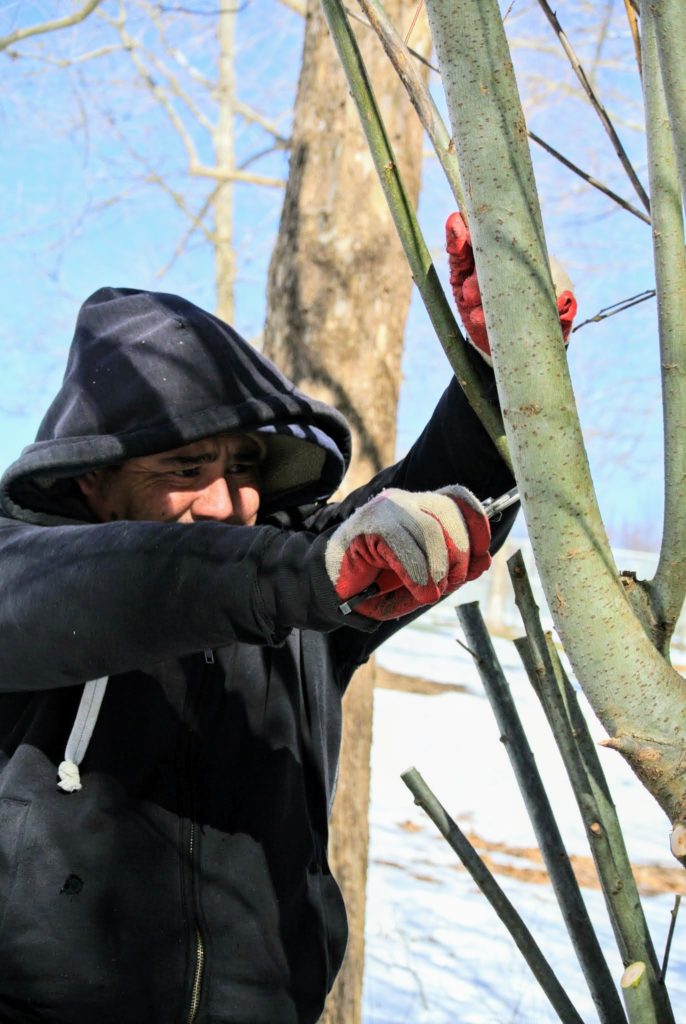 A Big Pruning Project At The Farm The Martha Stewart Blog