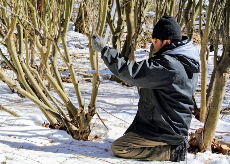 A Big Pruning Project At The Farm The Martha Stewart Blog