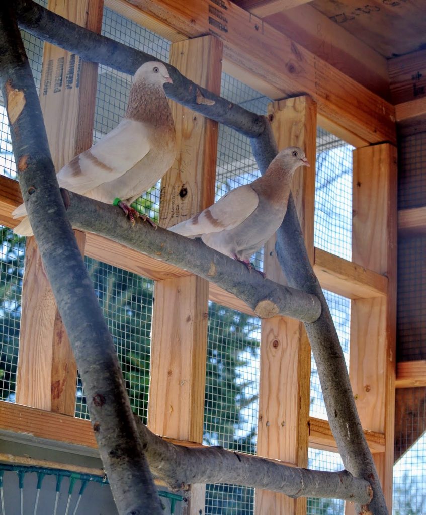Checking in on My Pigeons - The Martha Stewart Blog