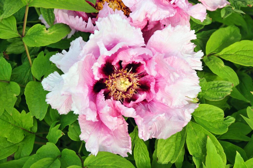The Martha Stewart Blog : Blog Archive Planting Tree Peonies from ...