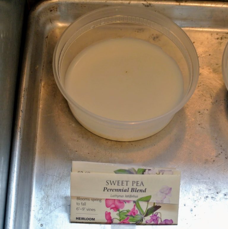 Planting Sweet Peas in My Garden - The Martha Stewart Blog