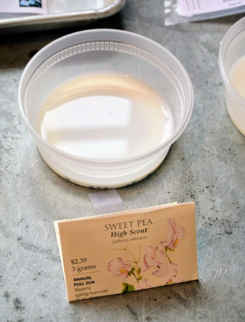 Planting Sweet Peas in My Garden - The Martha Stewart Blog