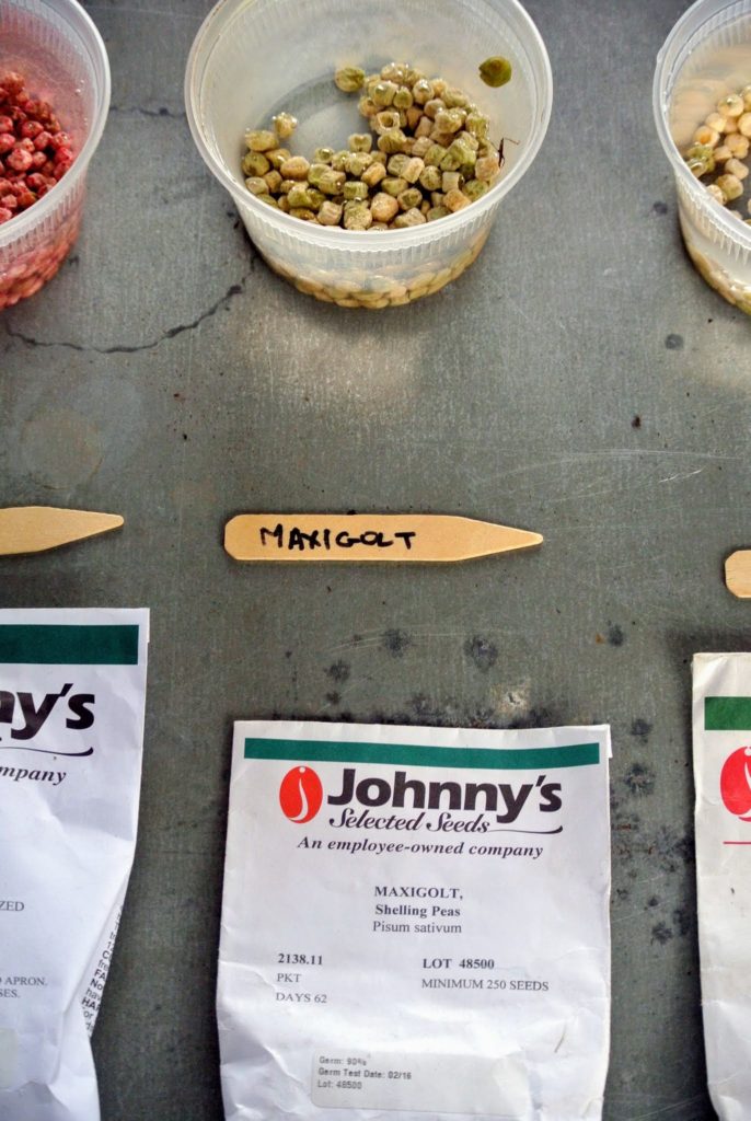 Soaking and Planting the Peas - The Martha Stewart Blog