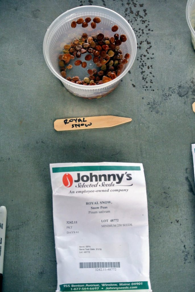 Soaking and Planting the Peas - The Martha Stewart Blog