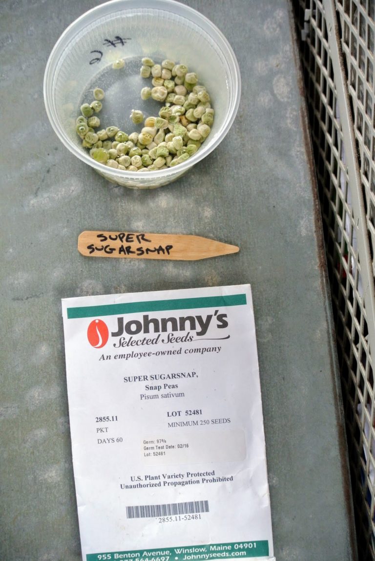 Soaking and Planting the Peas - The Martha Stewart Blog