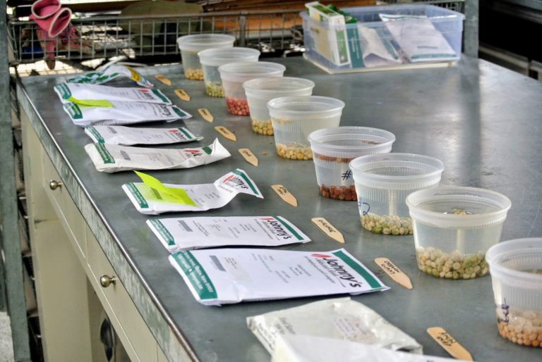 Soaking and Planting the Peas - The Martha Stewart Blog