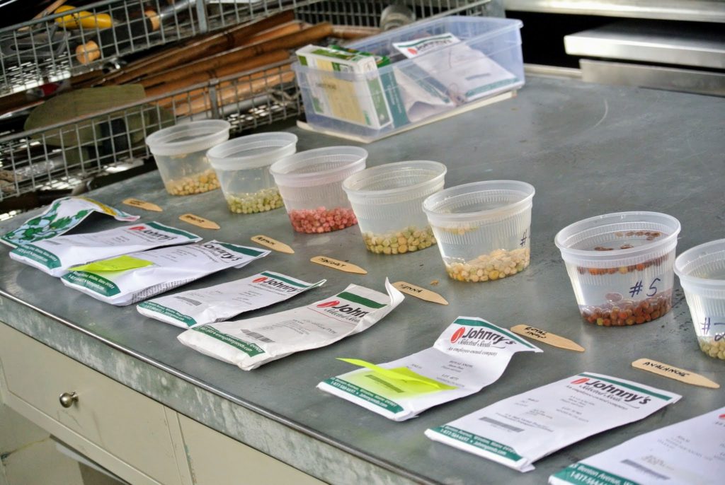 Soaking and Planting the Peas - The Martha Stewart Blog