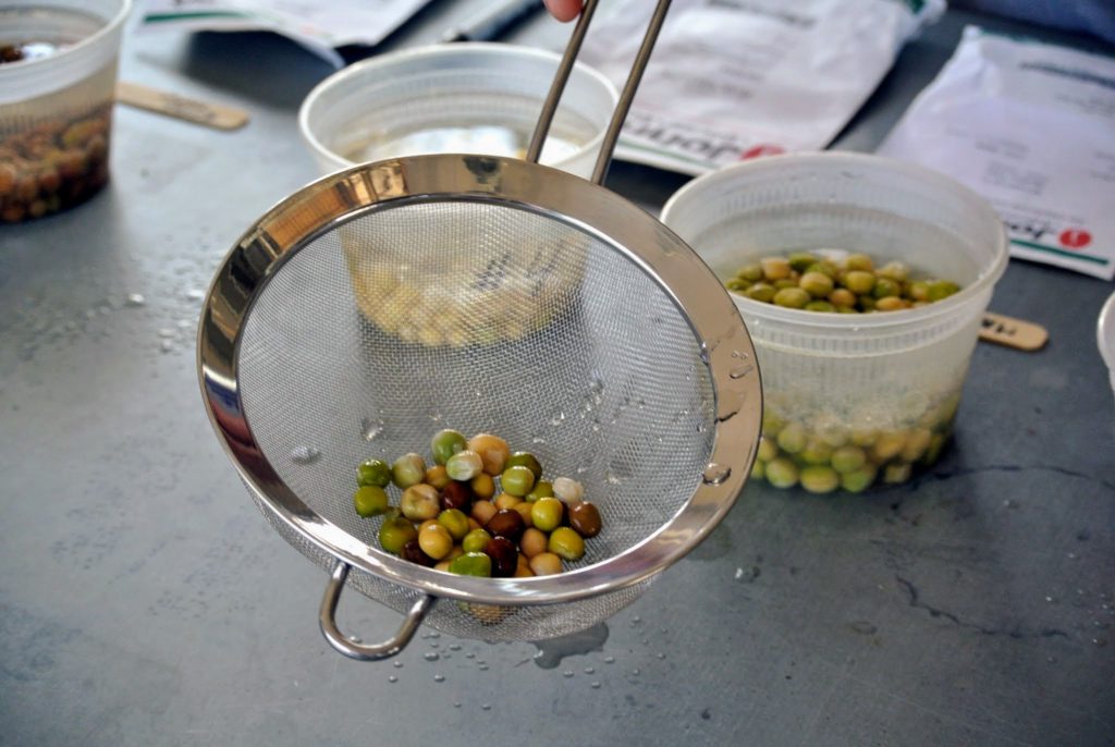 Soaking and Planting the Peas - The Martha Stewart Blog
