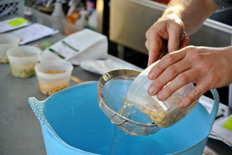 Soaking and Planting the Peas - The Martha Stewart Blog