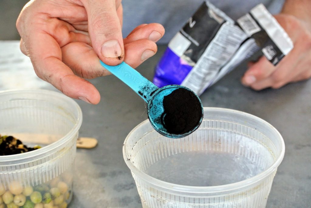 Soaking and Planting the Peas - The Martha Stewart Blog