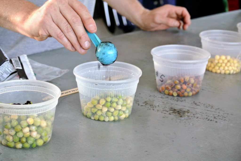 Soaking and Planting the Peas - The Martha Stewart Blog