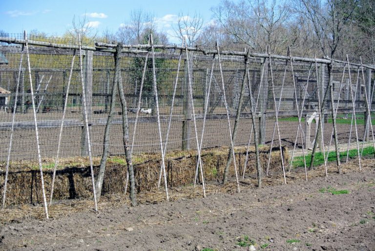 Soaking and Planting the Peas - The Martha Stewart Blog