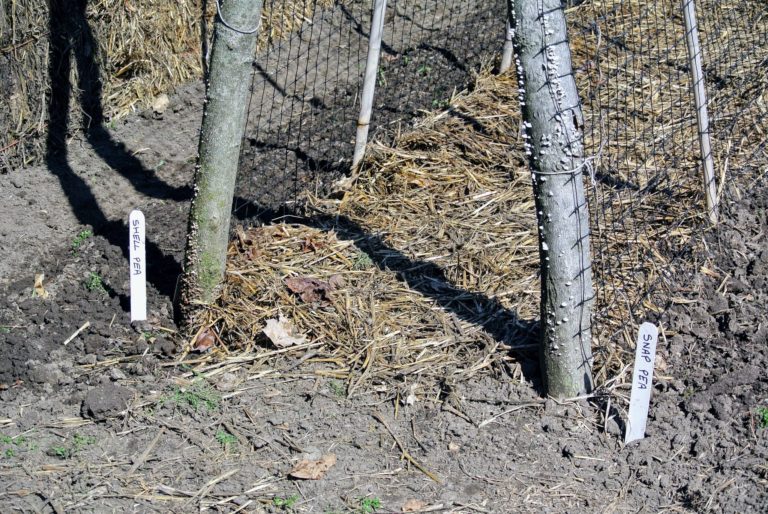 Soaking and Planting the Peas - The Martha Stewart Blog