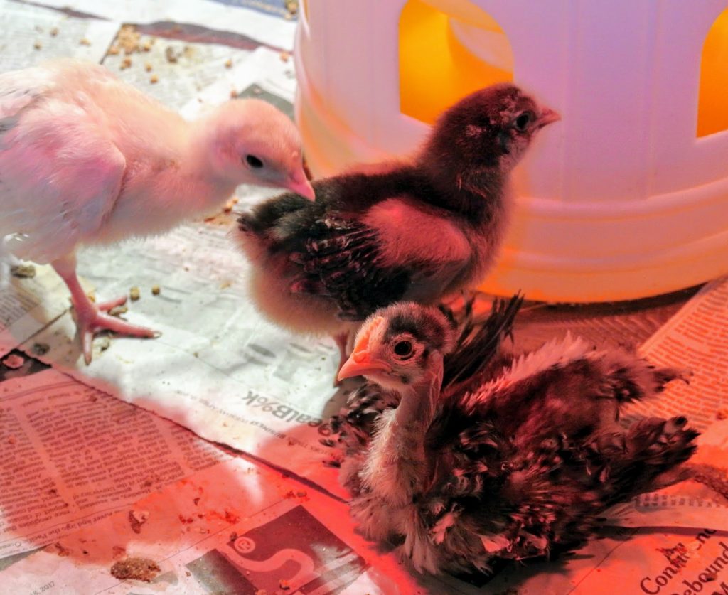 Chicks Arrive at My Bedford Farm - The Martha Stewart Blog