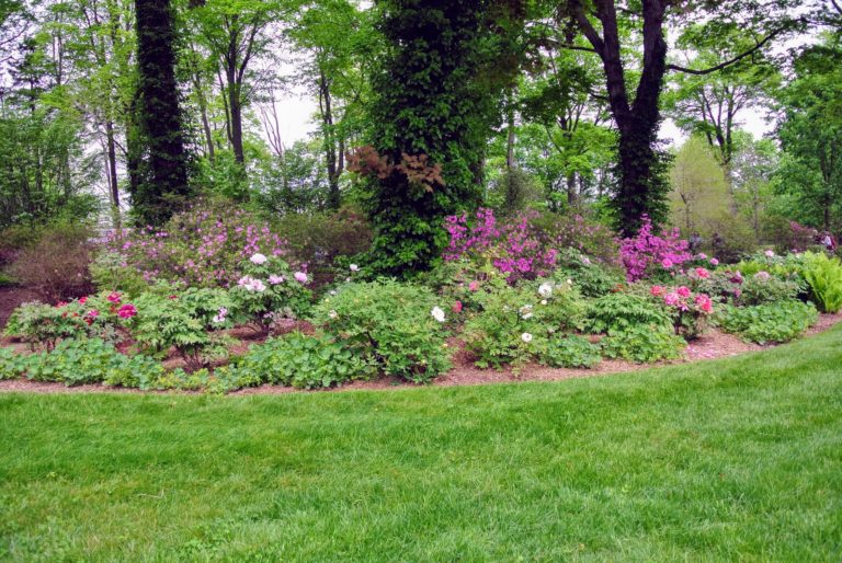 Planting Tree Peonies from Cricket Hill Garden - The Martha Stewart Blog