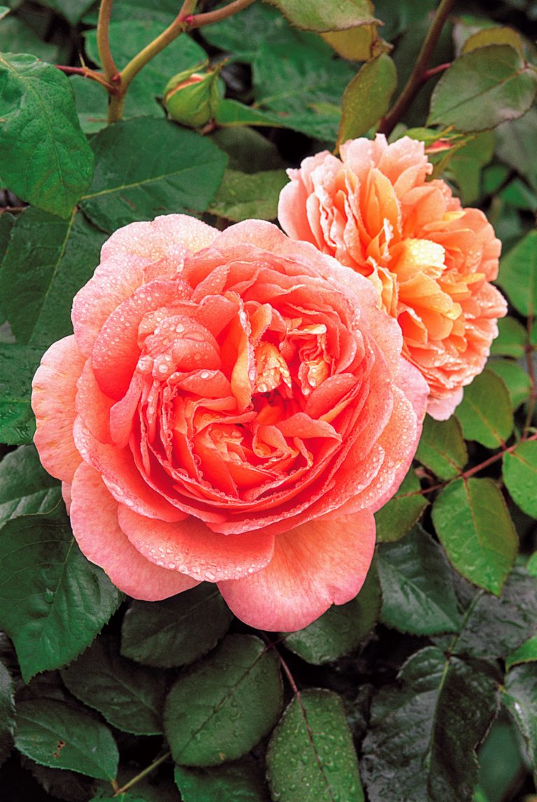Planting David Austin Roses at My Farm - The Martha Stewart Blog