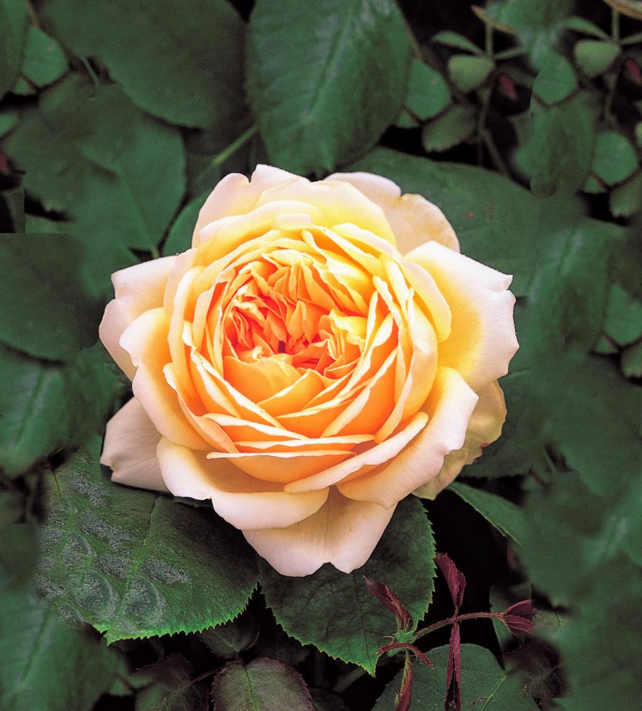 Planting David Austin Roses at My Farm - The Martha Stewart Blog