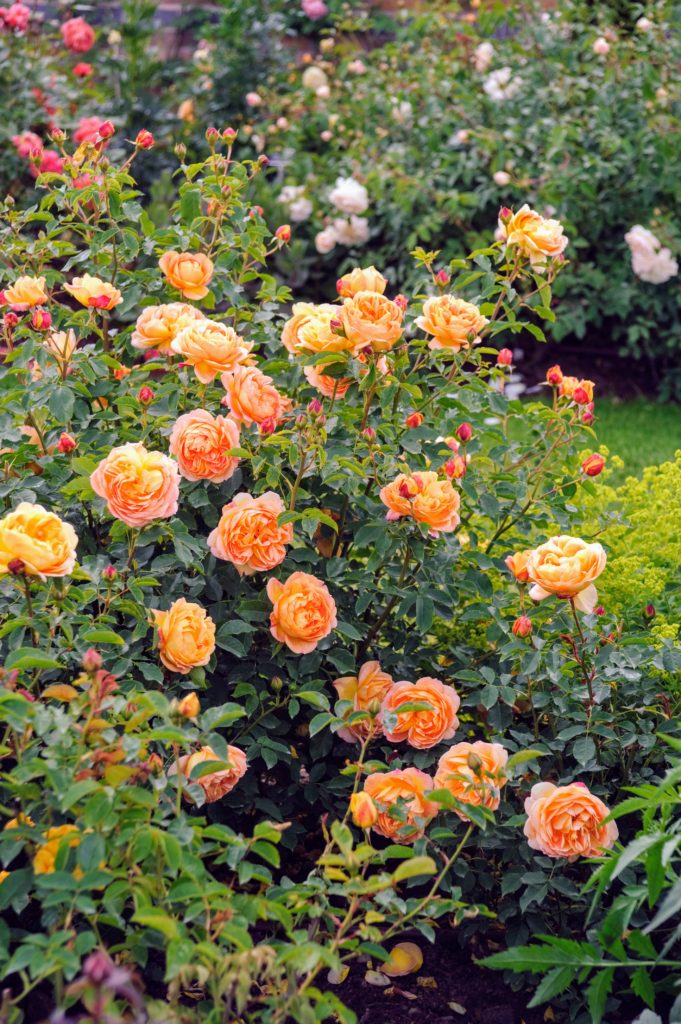Planting David Austin Roses at My Farm - The Martha Stewart Blog