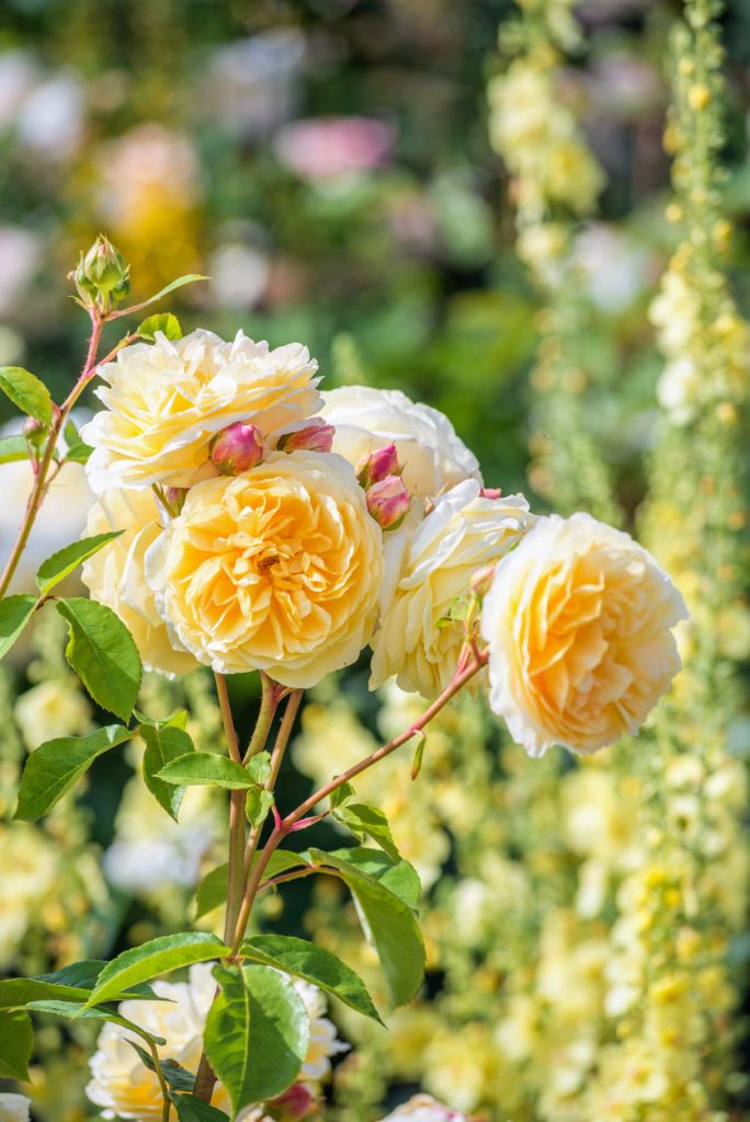 The Martha Stewart Blog : Blog Archive Planting David Austin Roses at ...