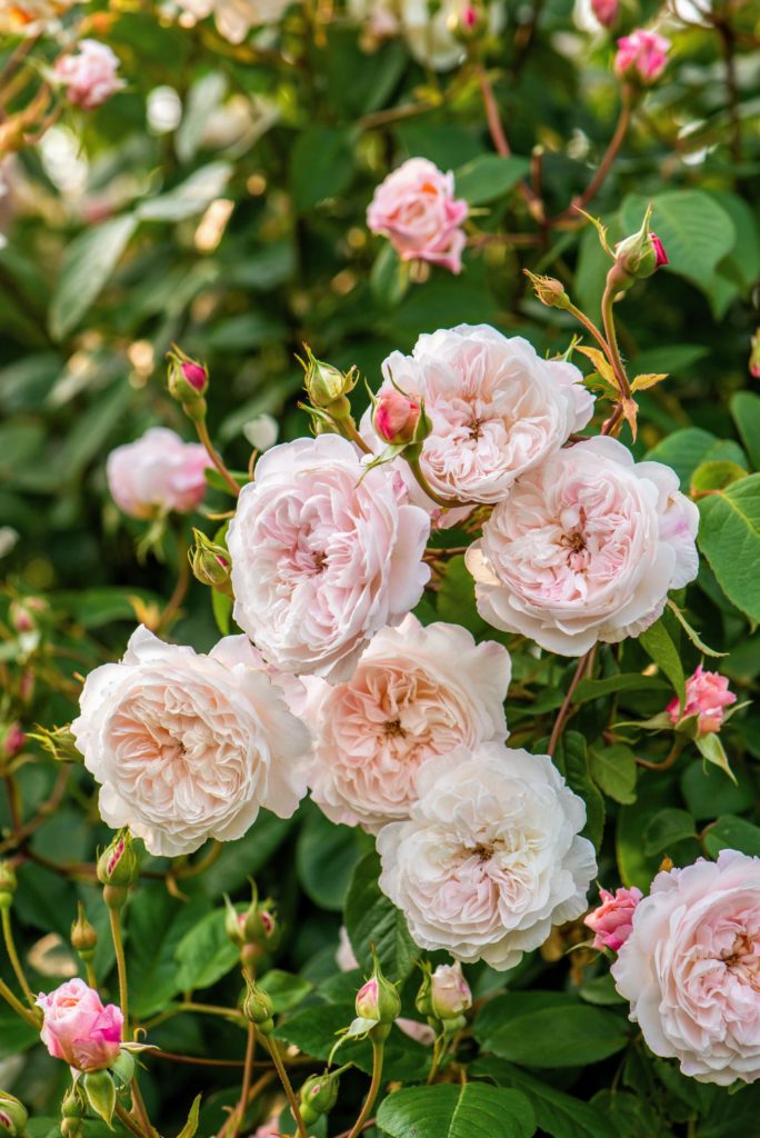Planting David Austin Roses at My Farm - The Martha Stewart Blog