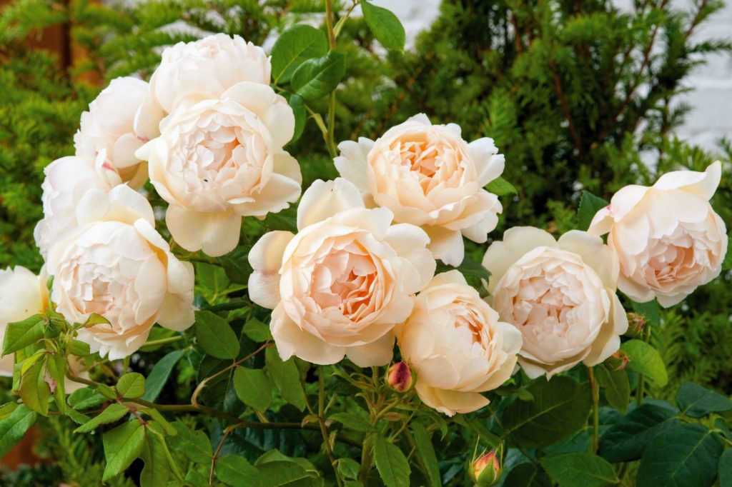 The Martha Stewart Blog : Blog Archive Planting David Austin Roses at ...