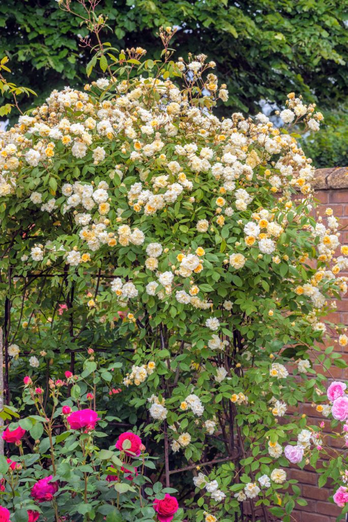 Planting David Austin Roses at My Farm - The Martha Stewart Blog
