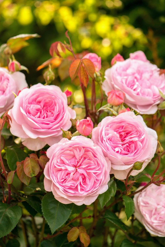 Planting David Austin Roses at My Farm - The Martha Stewart Blog