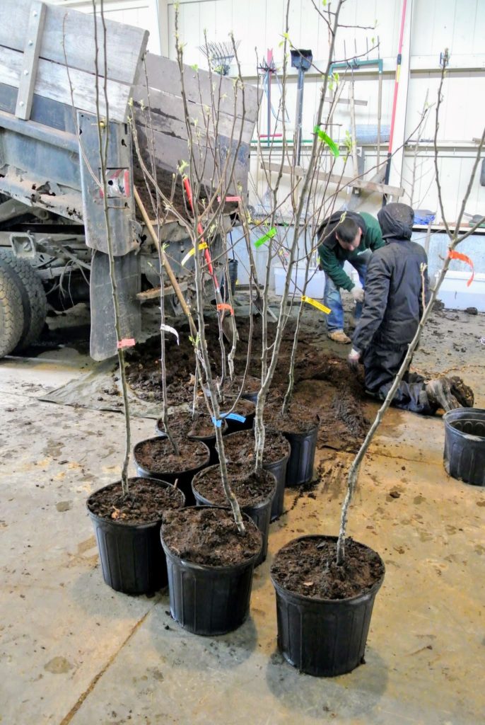 Fruit Trees from Fedco - The Martha Stewart Blog