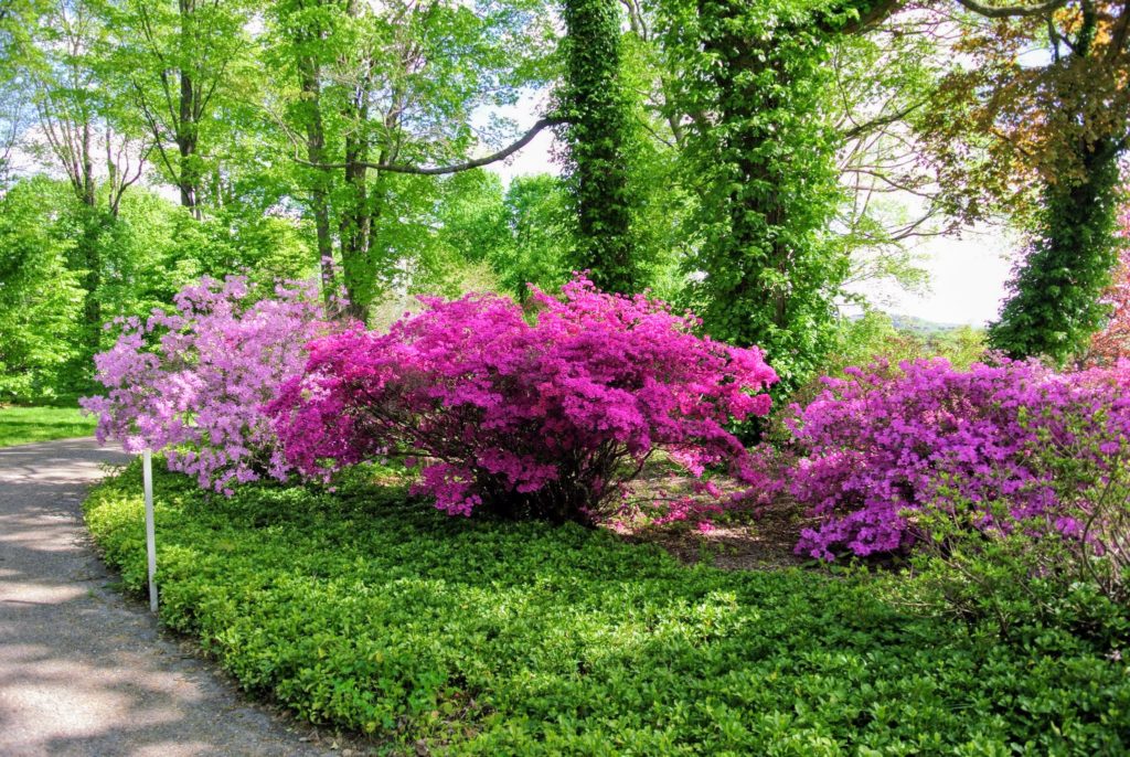 Azaleas at the Farm - The Martha Stewart Blog