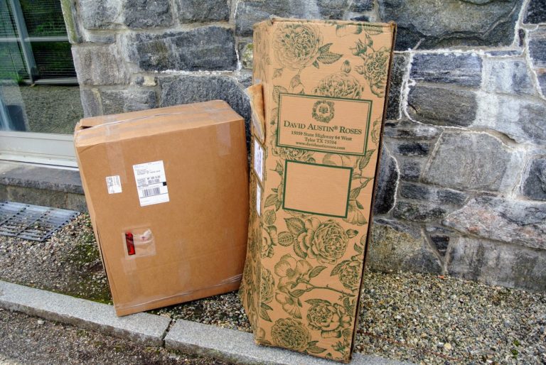 The Martha Stewart Blog : Blog Archive Planting More David Austin Roses ...