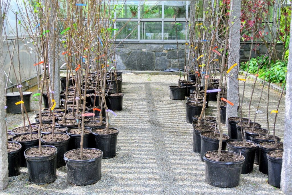 Fruit Trees from Fedco - The Martha Stewart Blog