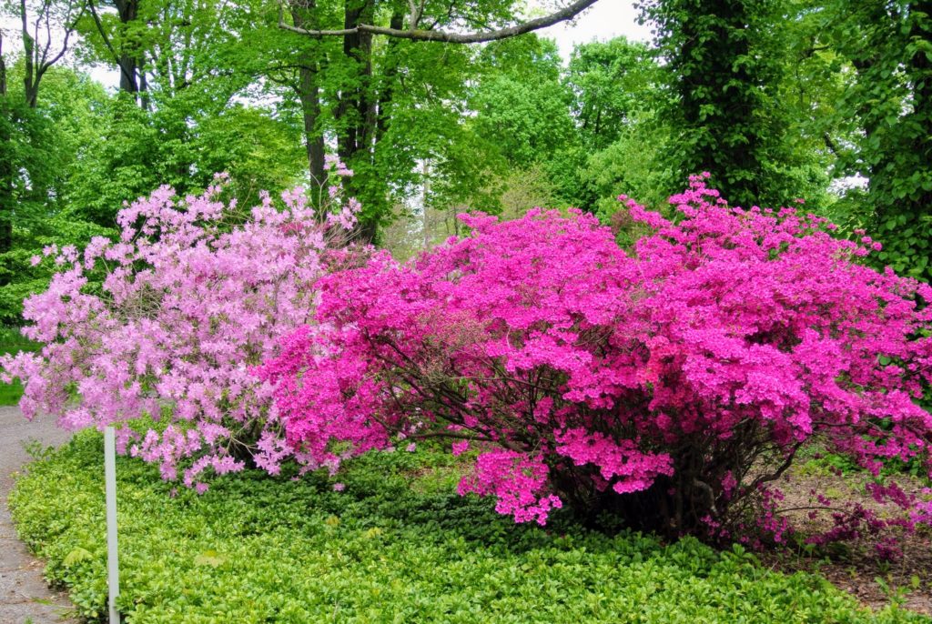 Azaleas at the Farm - The Martha Stewart Blog